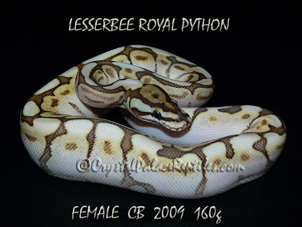 CRYSTAL PALACE REPTILES 09 Ball Python Morphs.. | Reptile Forums