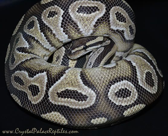 SE England - CPR Royal Pythons deals | Reptile Forums