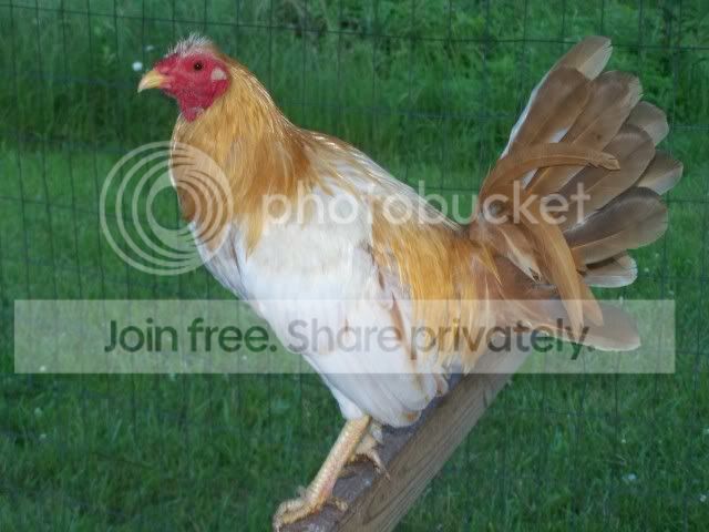 Pumpkin Hulsey Color Genetics? | Page 5 | BackYard Chickens - Learn How ...