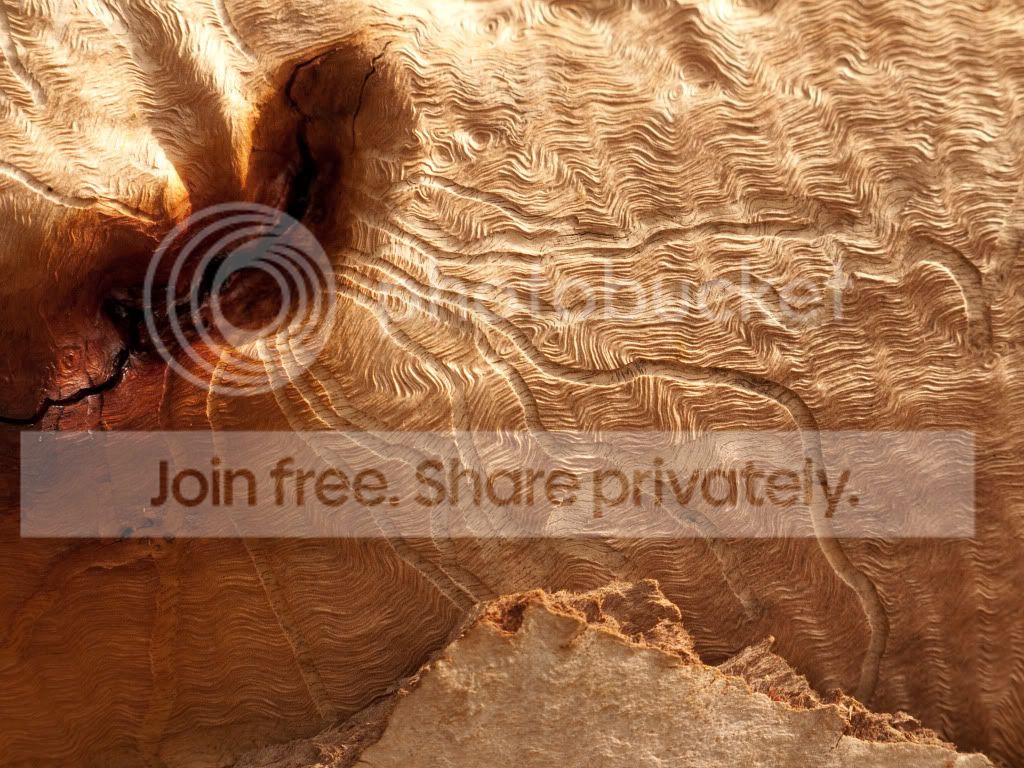 G1 Agave & wood texture | DPReview Forums