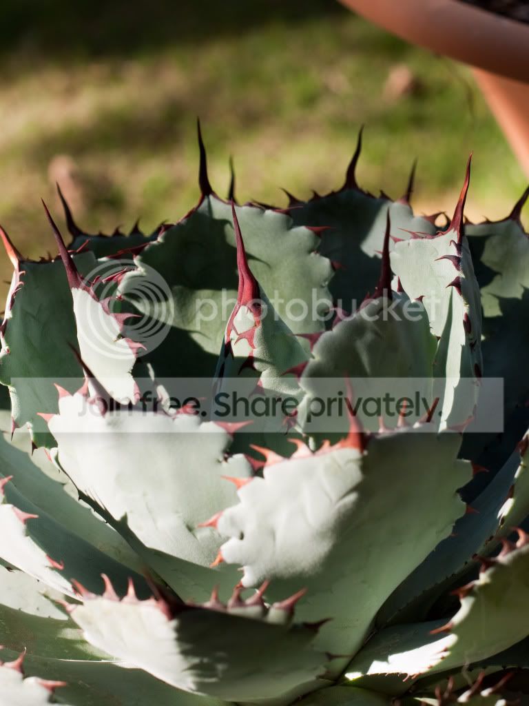 G1 Agave & wood texture | DPReview Forums