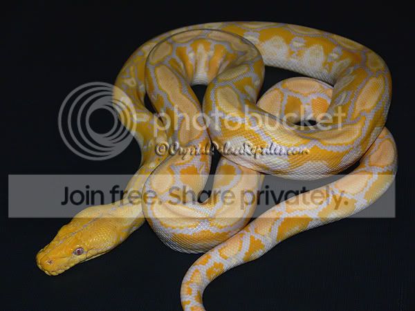 SE England - Cpr- albino dwarf reticulated pythons | Reptile Forums