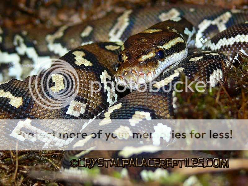 Angolan Pythons | Reptile Forums
