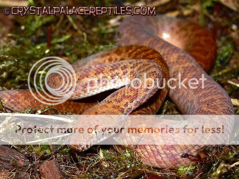 Anthill Pythons..Antaresia perthensis | Reptile Forums