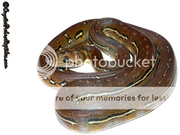 NERD Retic Paint Jobs;) | Reptile Forums