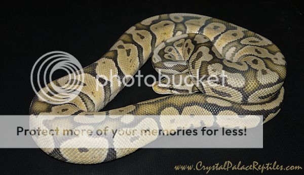 SE England - CPR Royal Pythons deals | Reptile Forums