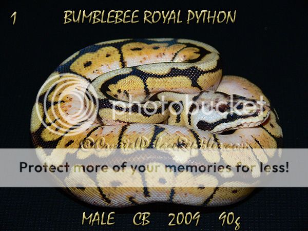 CRYSTAL PALACE REPTILES 09 Ball Python Morphs.. | Reptile Forums