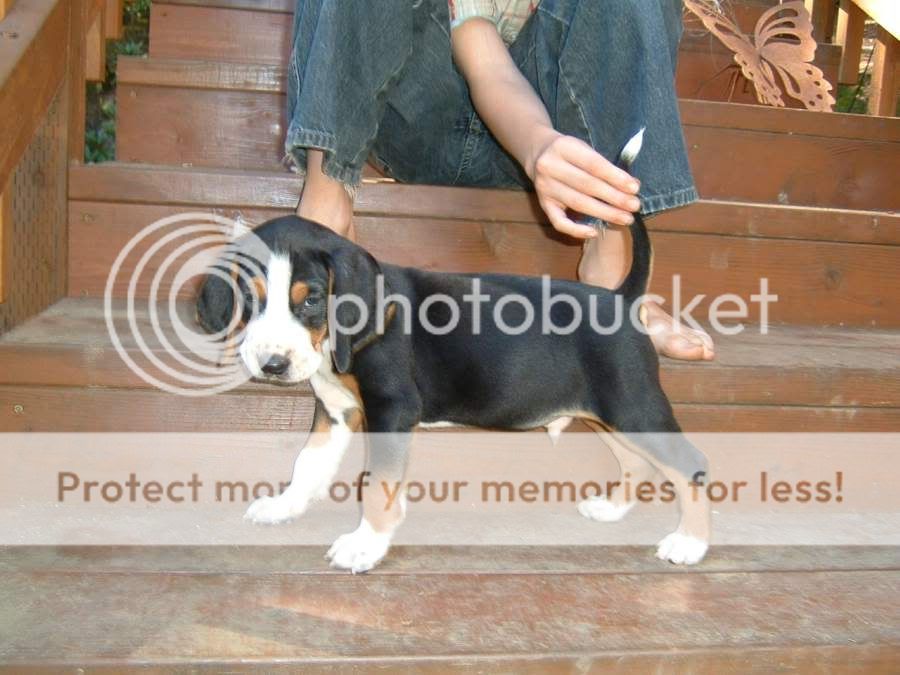 what is a trigg - BigGameHoundsmen.com